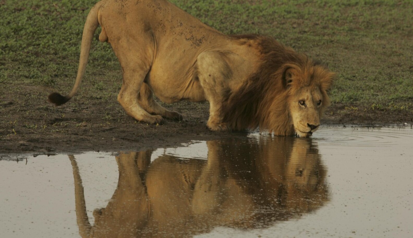Last Lion Kings Of The World Captured In Photos - The Dodo