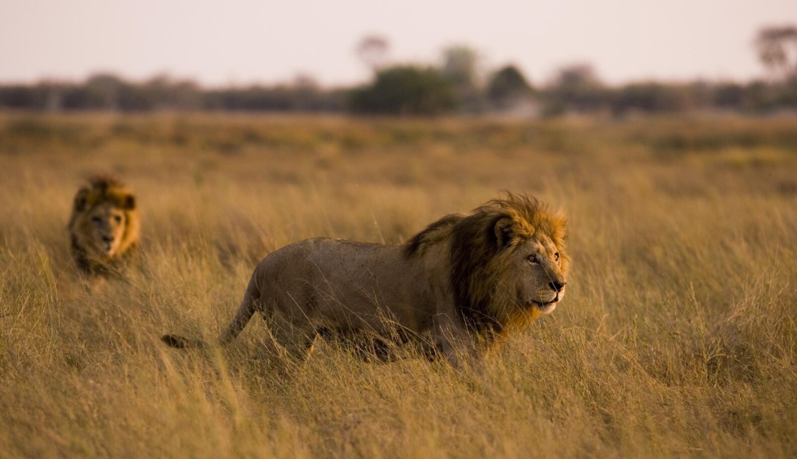 Last Lion Kings Of The World Captured In Photos - The Dodo