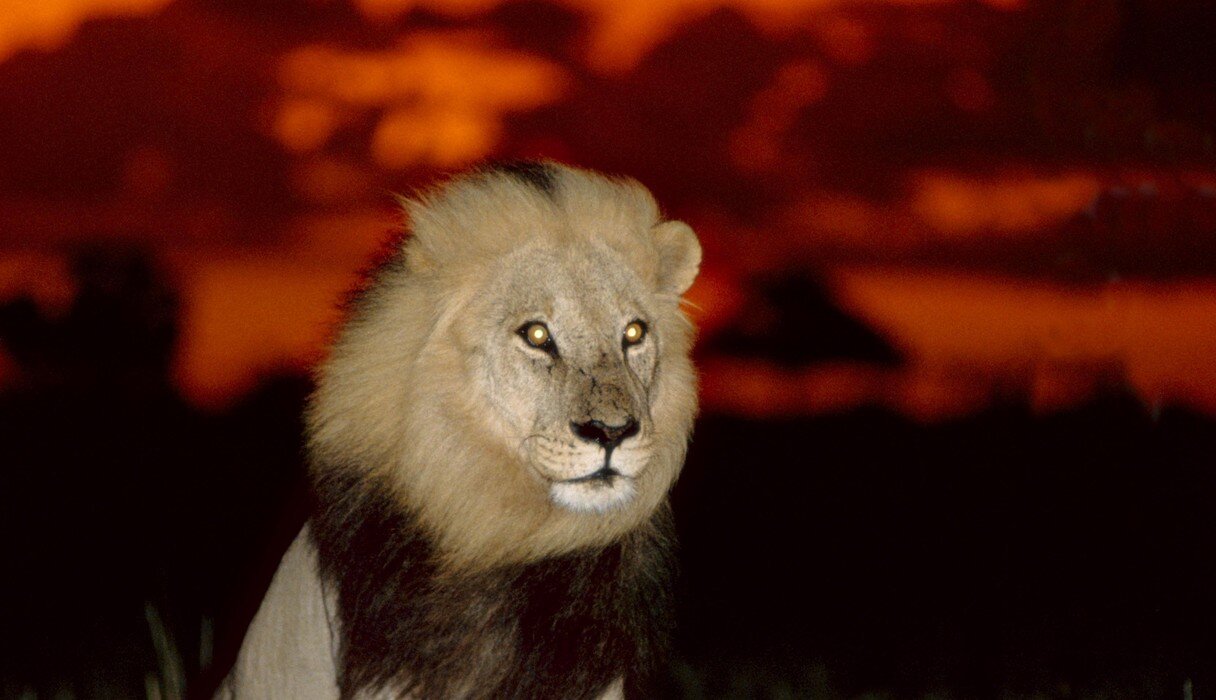 Last Lion Kings Of The World Captured In Photos - The Dodo