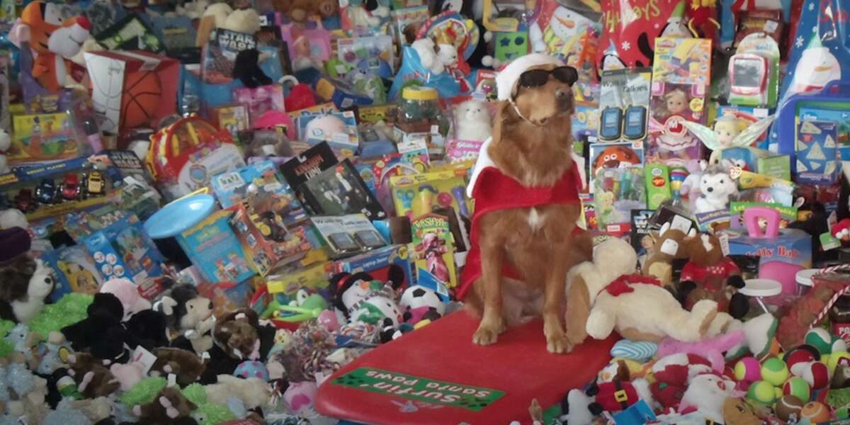 Santa Paws Surfed Into Town This Christmas - The Dodo