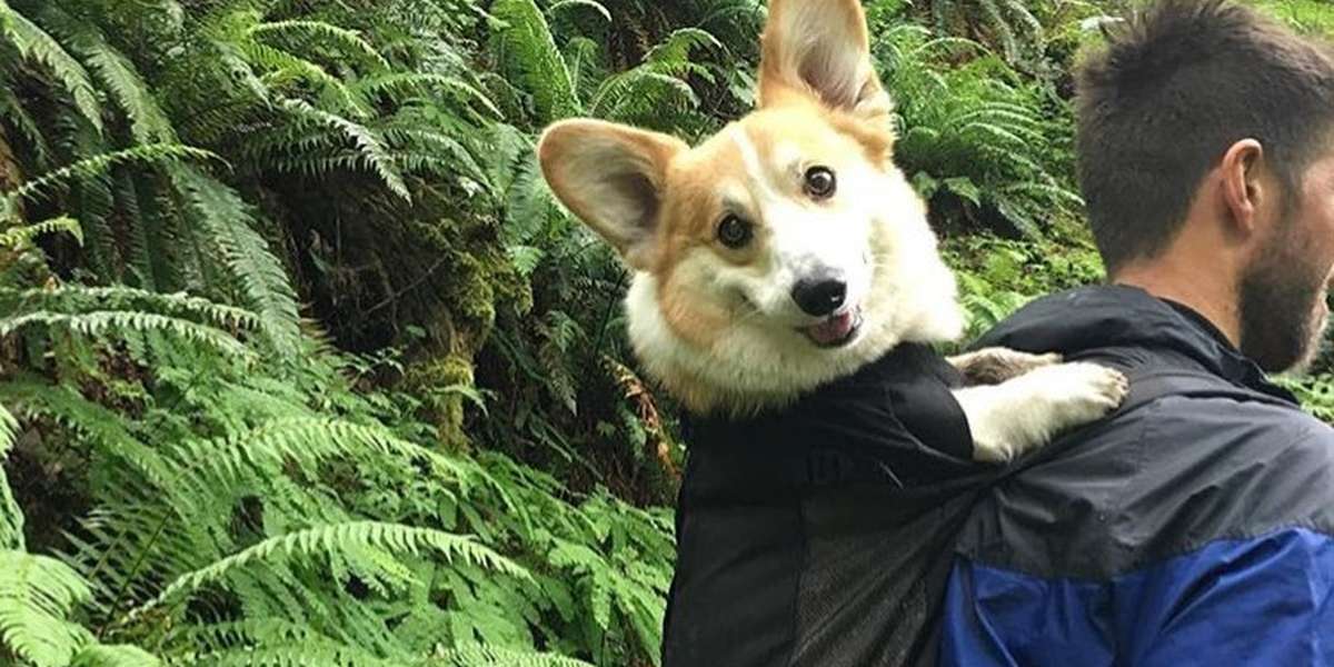 Genius Backpack Lets You Take Your Dog On All Your Adventures - The Dodo