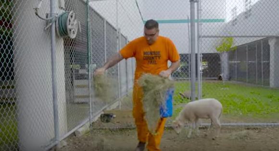 This Is What Happens When You Give Animals To Prisoners - The Dodo