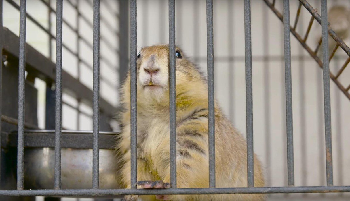 This Is What Happens When You Give Animals To Prisoners - The Dodo