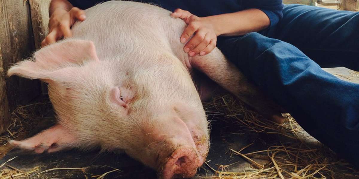 Boy Defies School To Save Pig He Loves - The Dodo