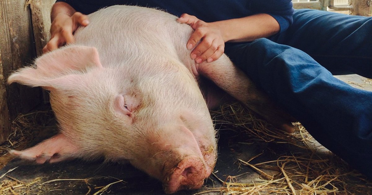 Boy Defies School To Save Pig He Loves - The Dodo
