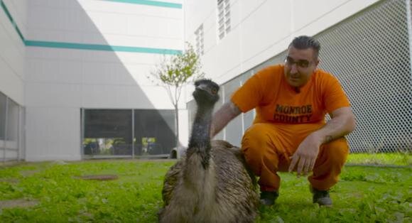 This Is What Happens When You Give Animals To Prisoners - The Dodo