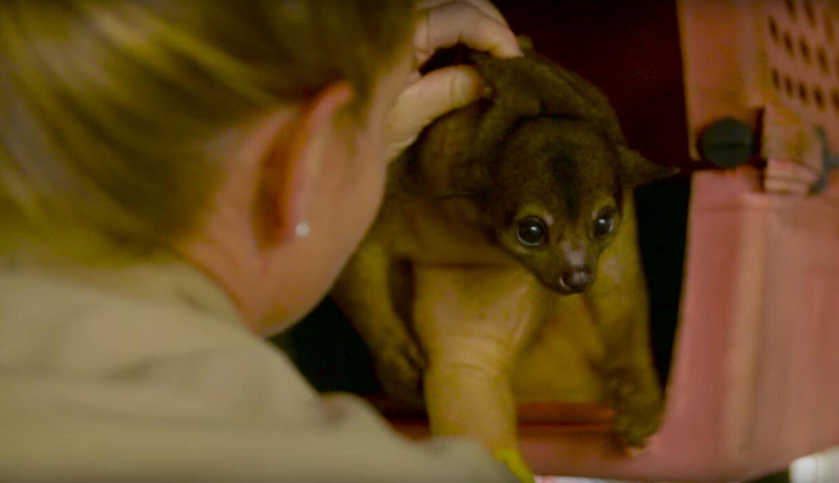 This Is What Happens When You Give Animals To Prisoners - The Dodo