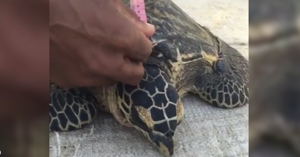 Sea Turtle Trapped In Fishing Net Runs Back Into The Ocean - The Dodo