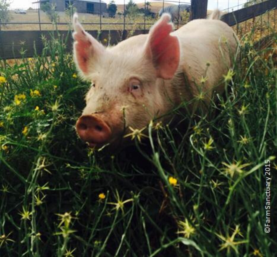 Boy Defies School To Save Pig He Loves - The Dodo