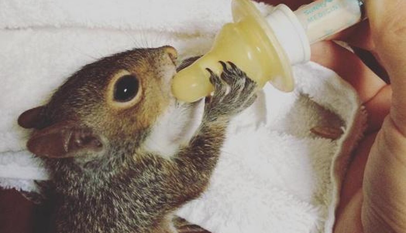 Woman Discovers Baby Squirrel Drowning In Flood, Scoops Him Up - The Dodo