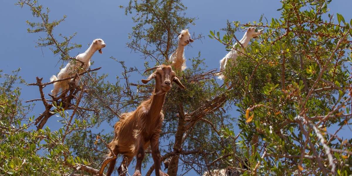 11 Totally Normal Things Goats Get Really Excited About - The Dodo