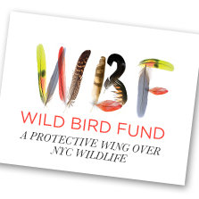 Wild Bird Fund - The Dodo