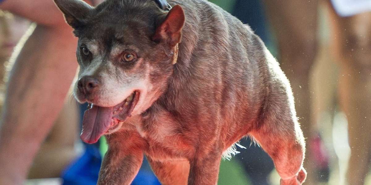 Hunchback Dog Ugliest Watch Ugly Sale Dogs Meet The