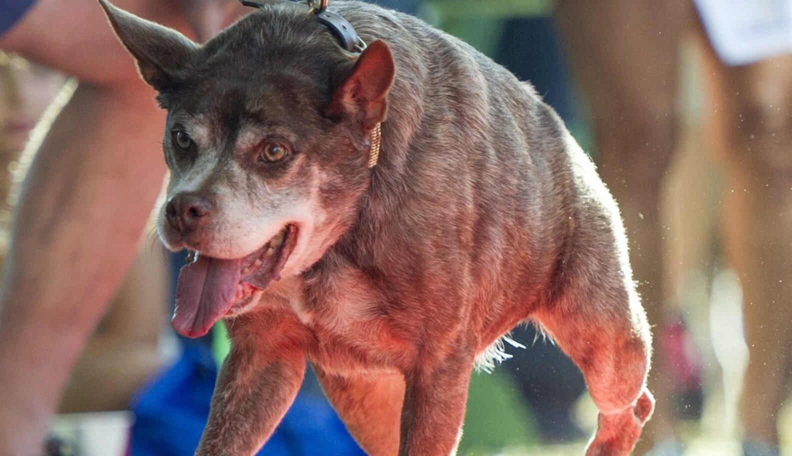 'World's Ugliest Dog' Is Still Beautiful To Us - The Dodo