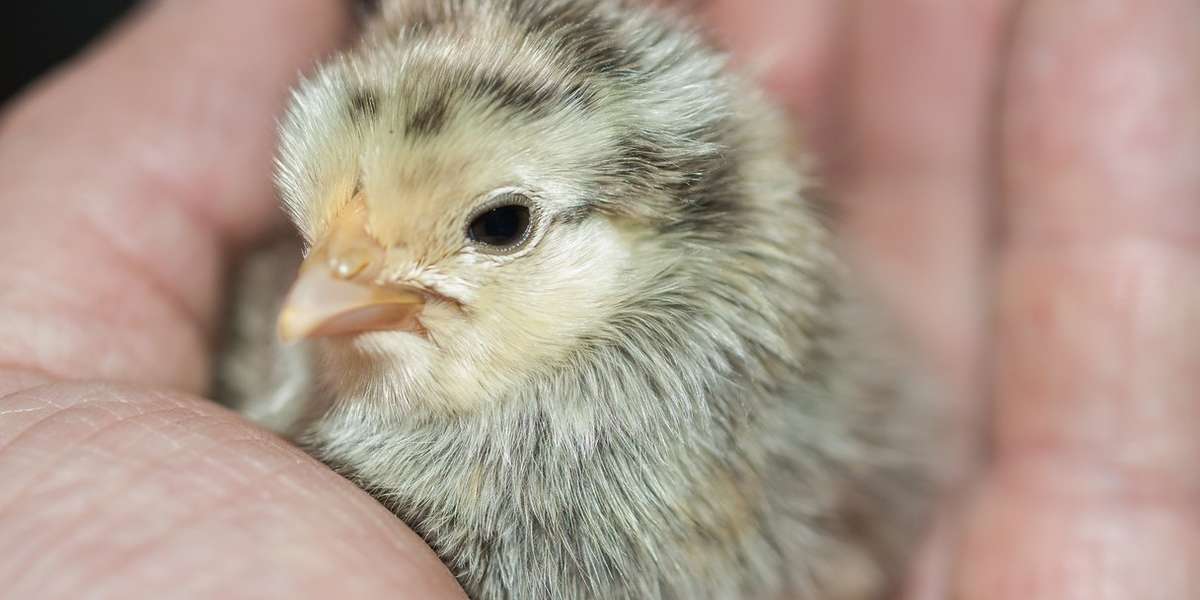 Breakthrough Discovery Could Save Billions Of Baby Chickens From ...