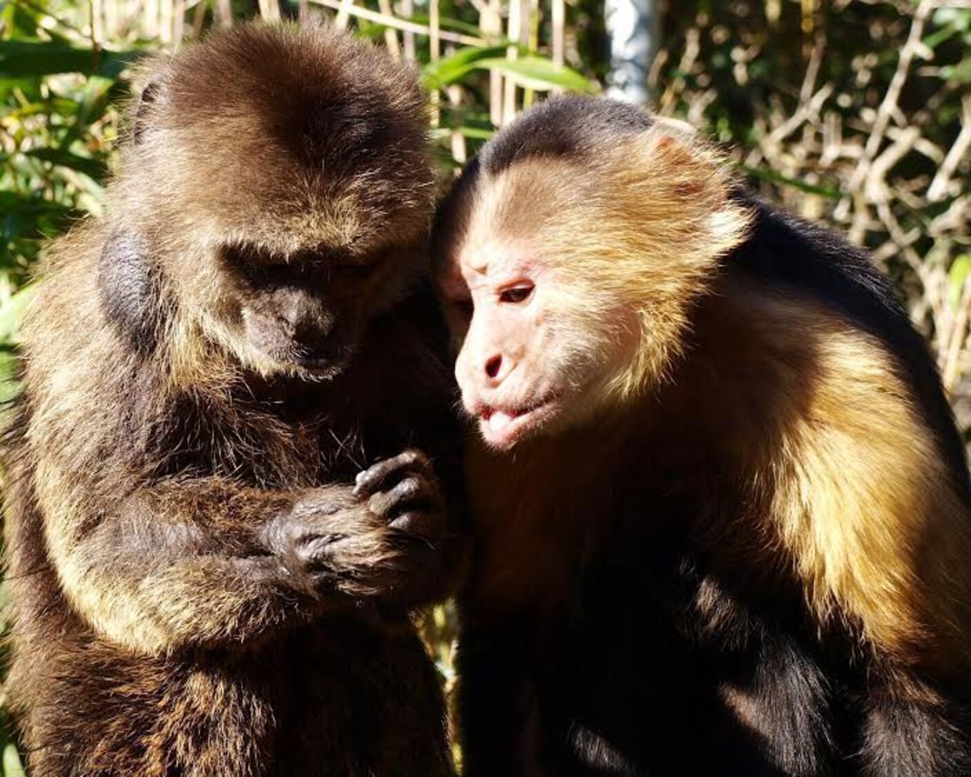 Monkey Clings To Best Friend After He Comes Back From Hospital - The Dodo