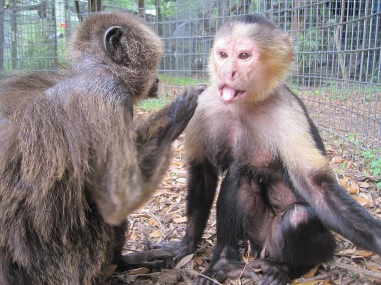 Monkey Clings To Best Friend After He Comes Back From Hospital - The Dodo