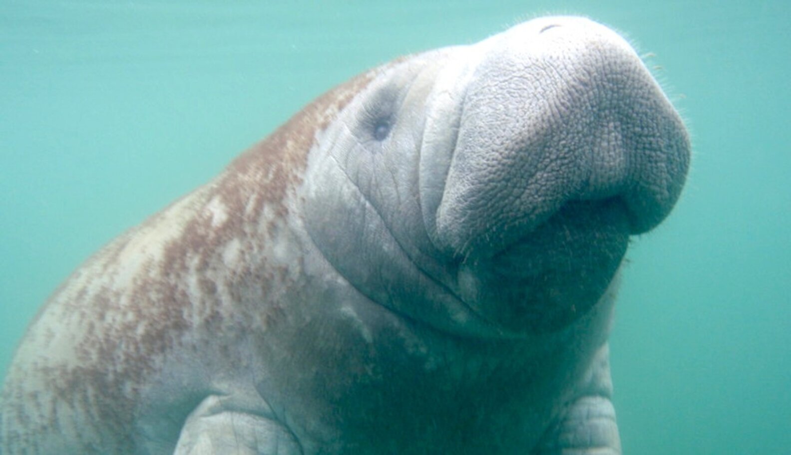 Video Shows Proud Mama Manatee With Rare Set Of Twins - The Dodo