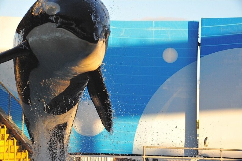 As Boycott Grows, SeaWorld Cries "Digital Harassment" - The Dodo