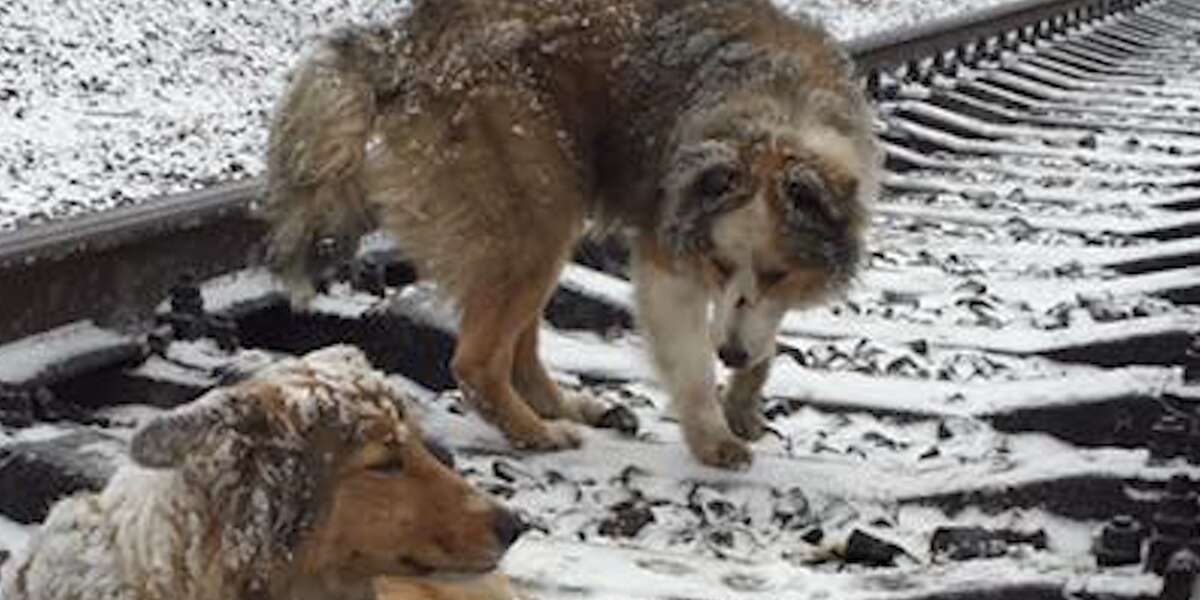 Dog Saves His Sister From Being Run Over By A Train - The Dodo