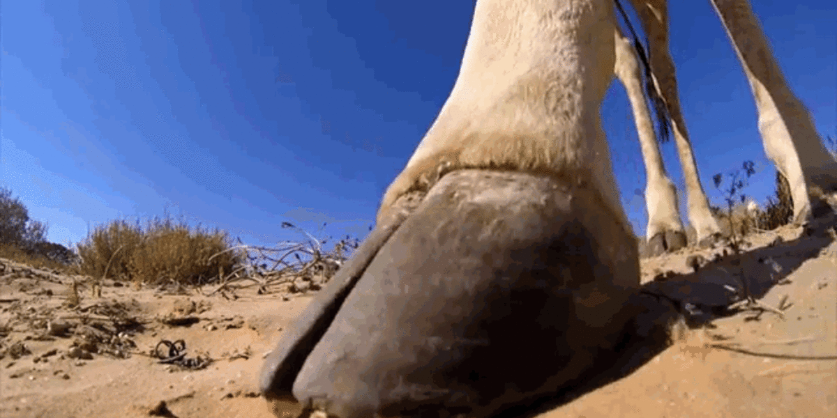 See The Tallest Animal On Earth From A Whole New Angle - The Dodo