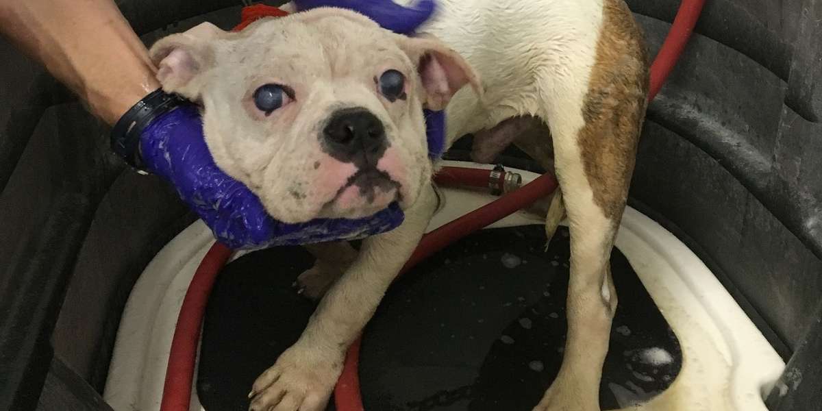 Blind Baby Bulldog Gets Dumped At Sacramento SPCA - The Dodo