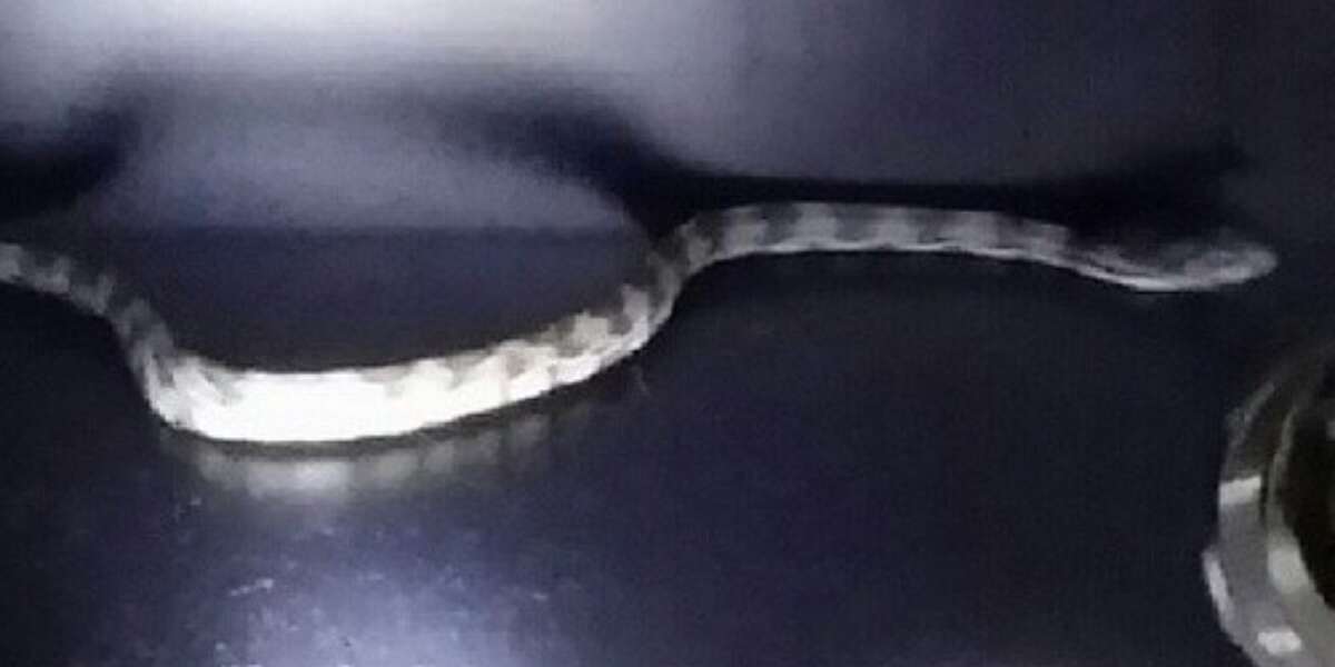 Snake Invades Locker Room, NBA Players Freak Out - The Dodo
