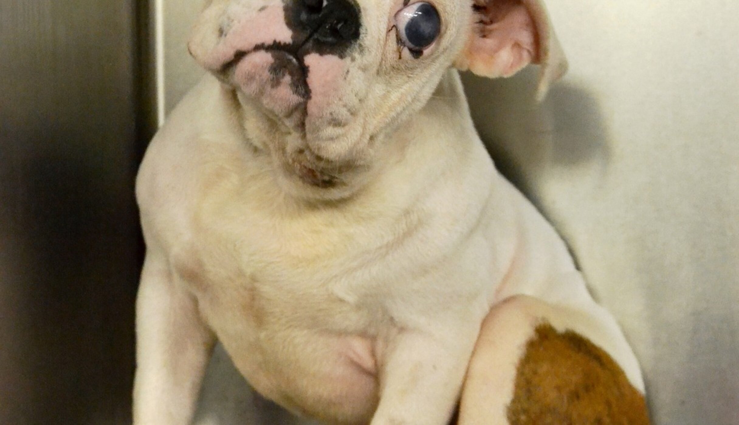 Blind Baby Bulldog Gets Dumped At Sacramento SPCA - The Dodo