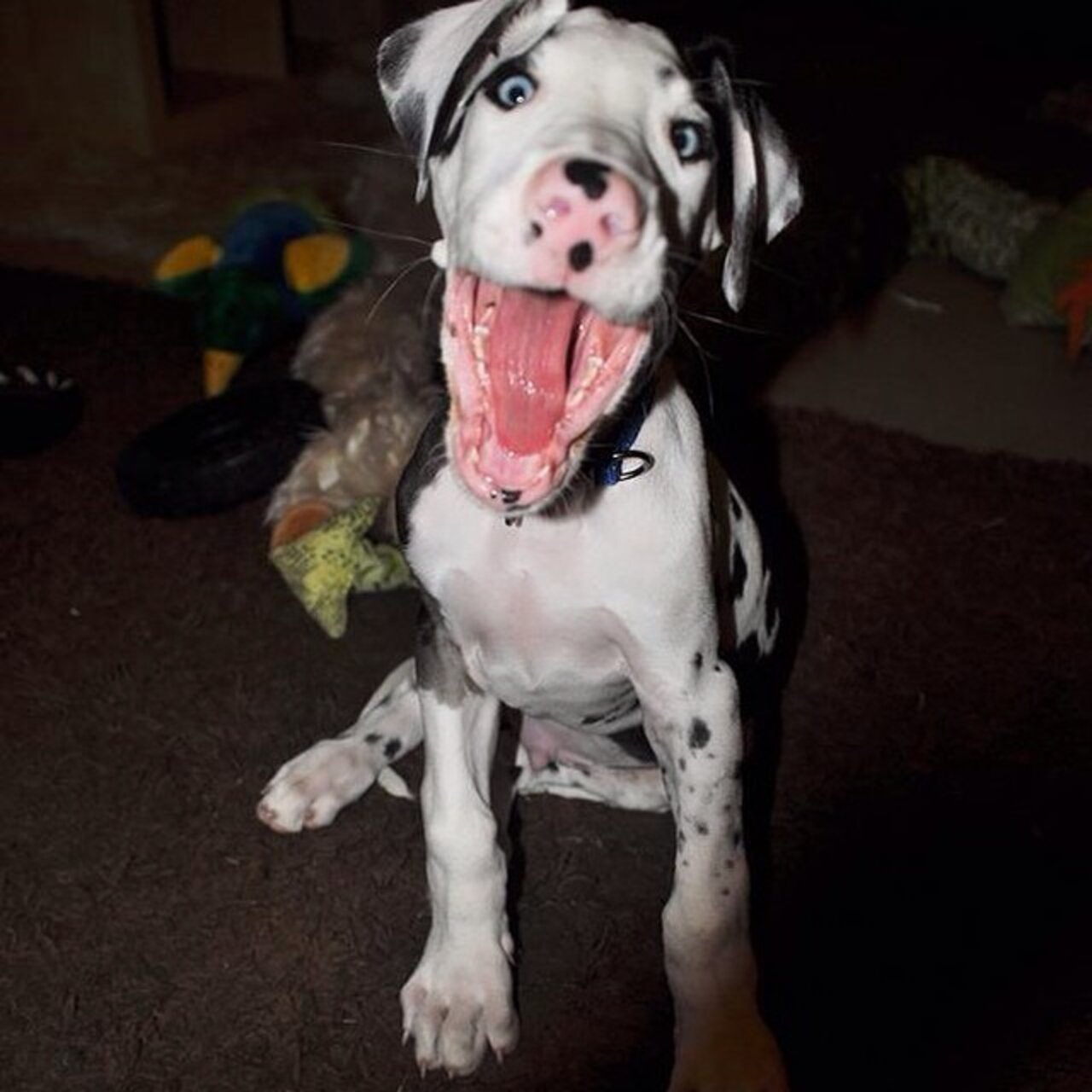 Dog Has A Different Facial Expression For Every Moment Of His Life ...