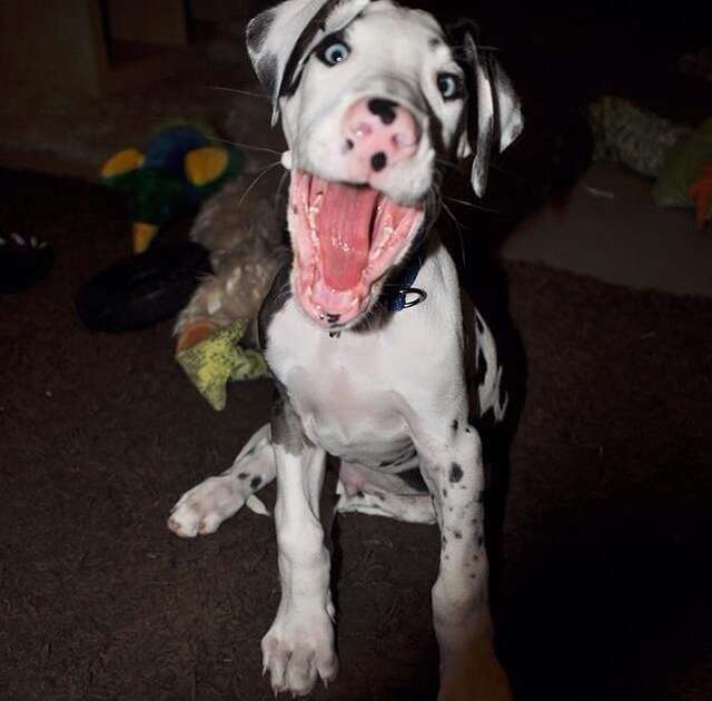 Dog Has A Different Facial Expression For Every Moment Of His Life ...