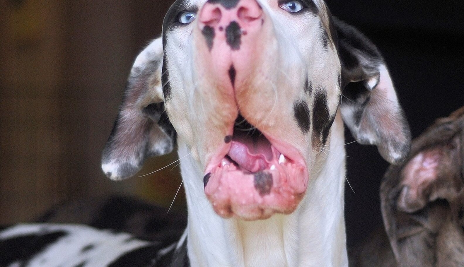 Dog Has A Different Facial Expression For Every Moment Of His Life ...