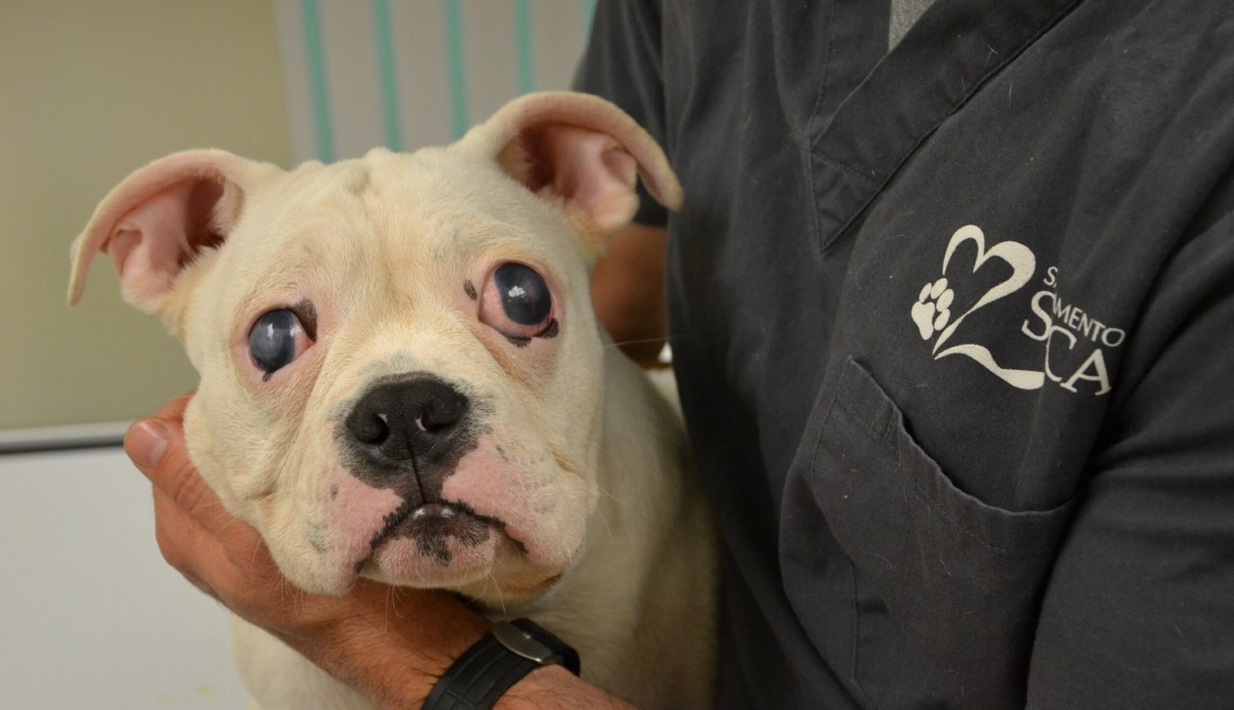 Blind Baby Bulldog Gets Dumped At Sacramento SPCA - The Dodo