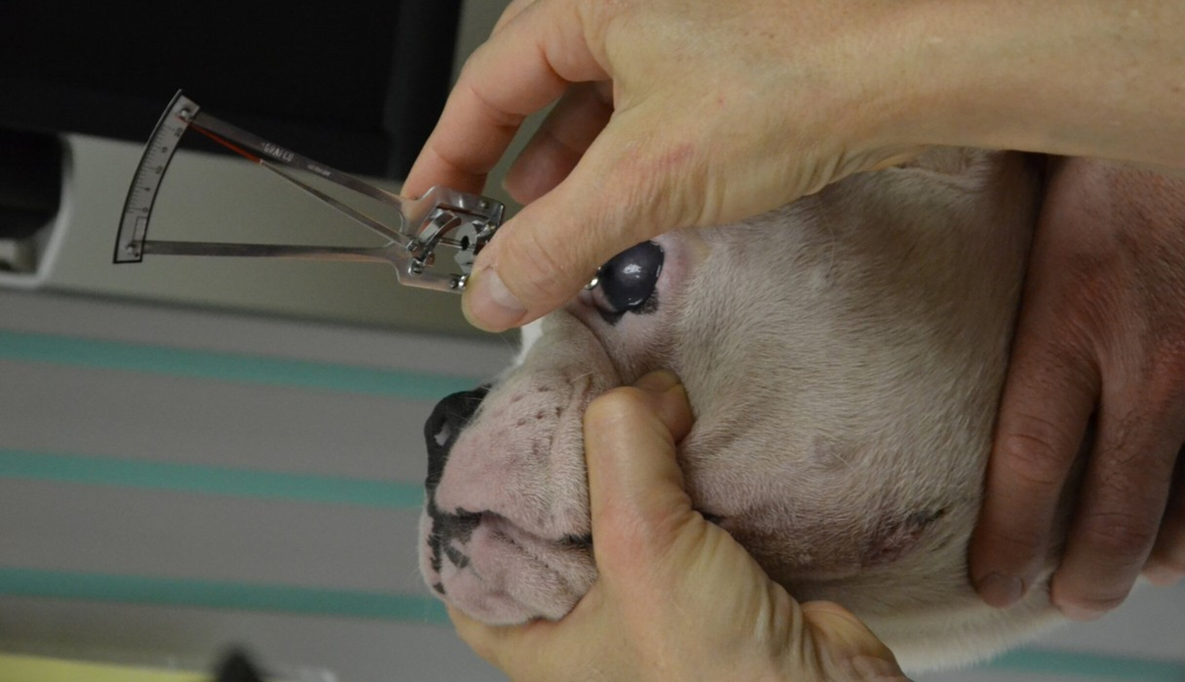 Blind Baby Bulldog Gets Dumped At Sacramento SPCA - The Dodo