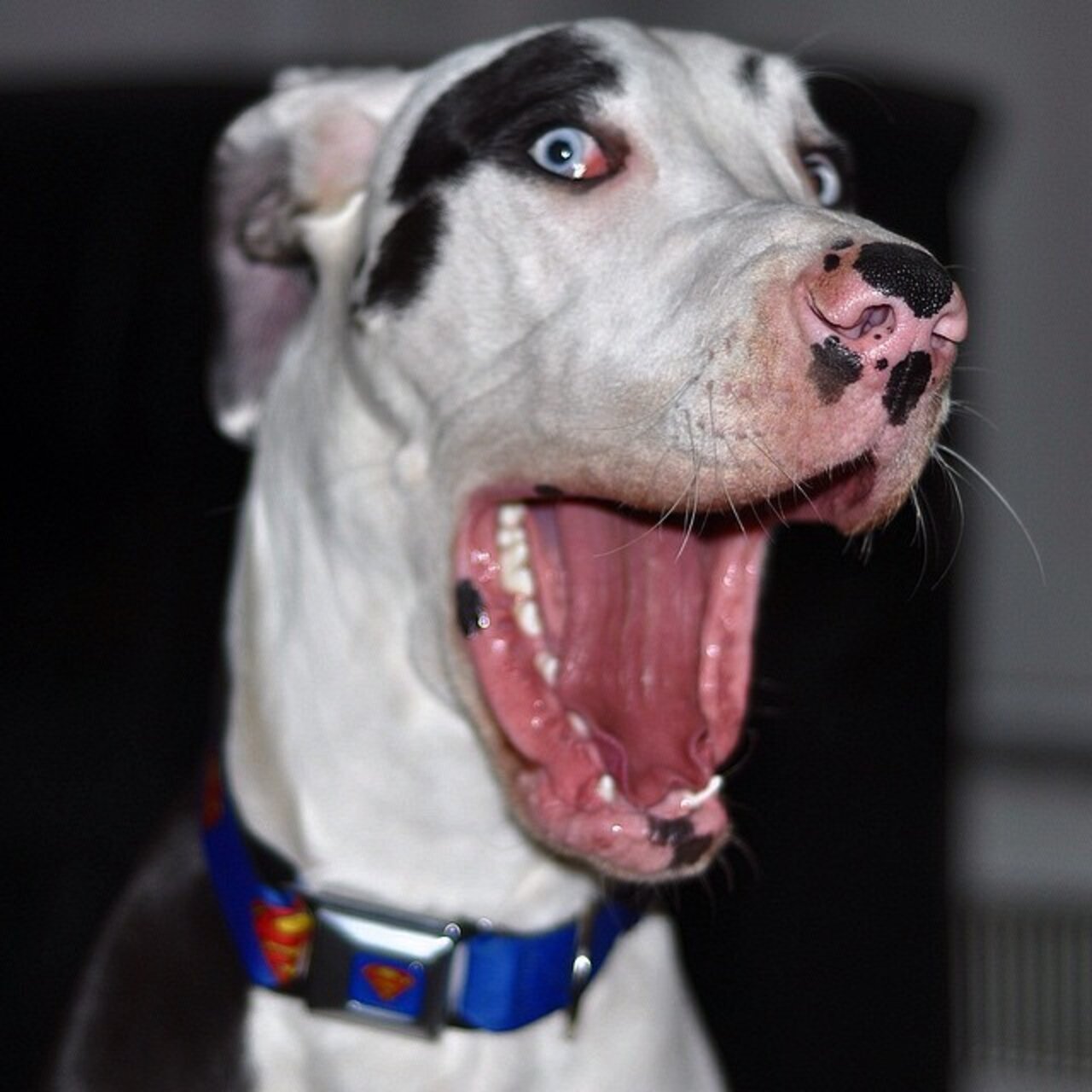 Dog Has A Different Facial Expression For Every Moment Of His Life ...