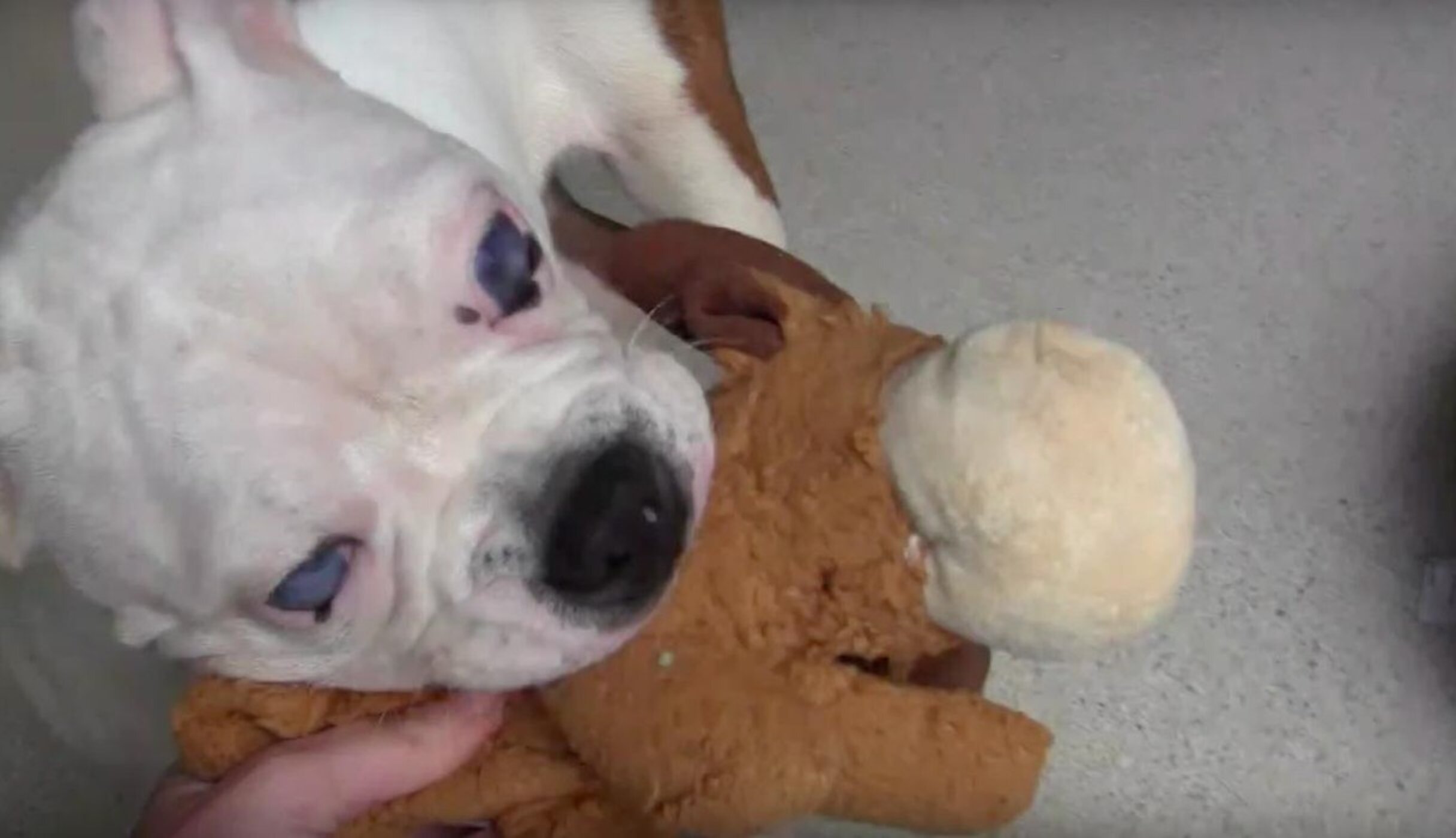 Blind Baby Bulldog Gets Dumped At Sacramento SPCA - The Dodo