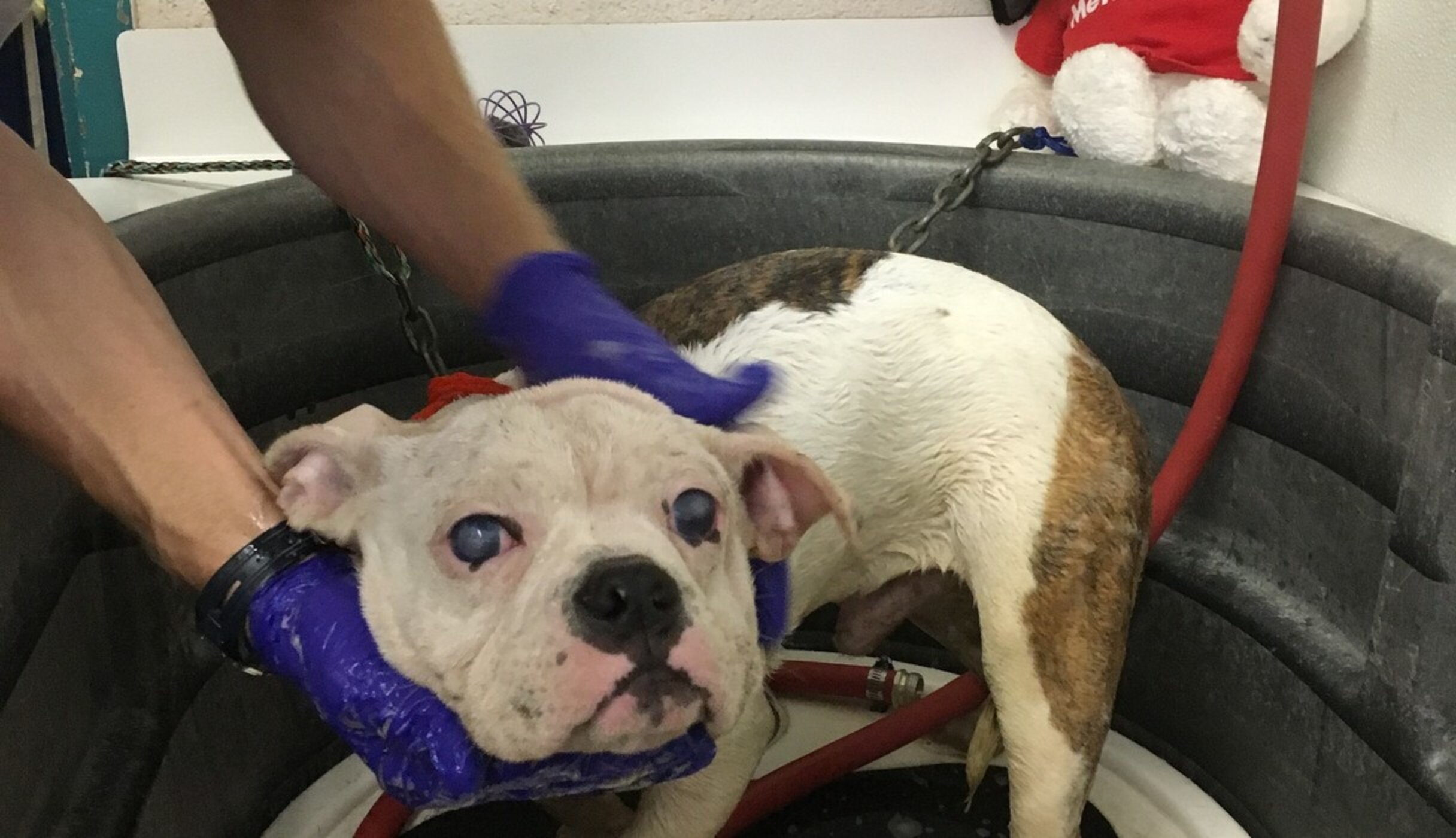 Blind Baby Bulldog Gets Dumped At Sacramento SPCA - The Dodo