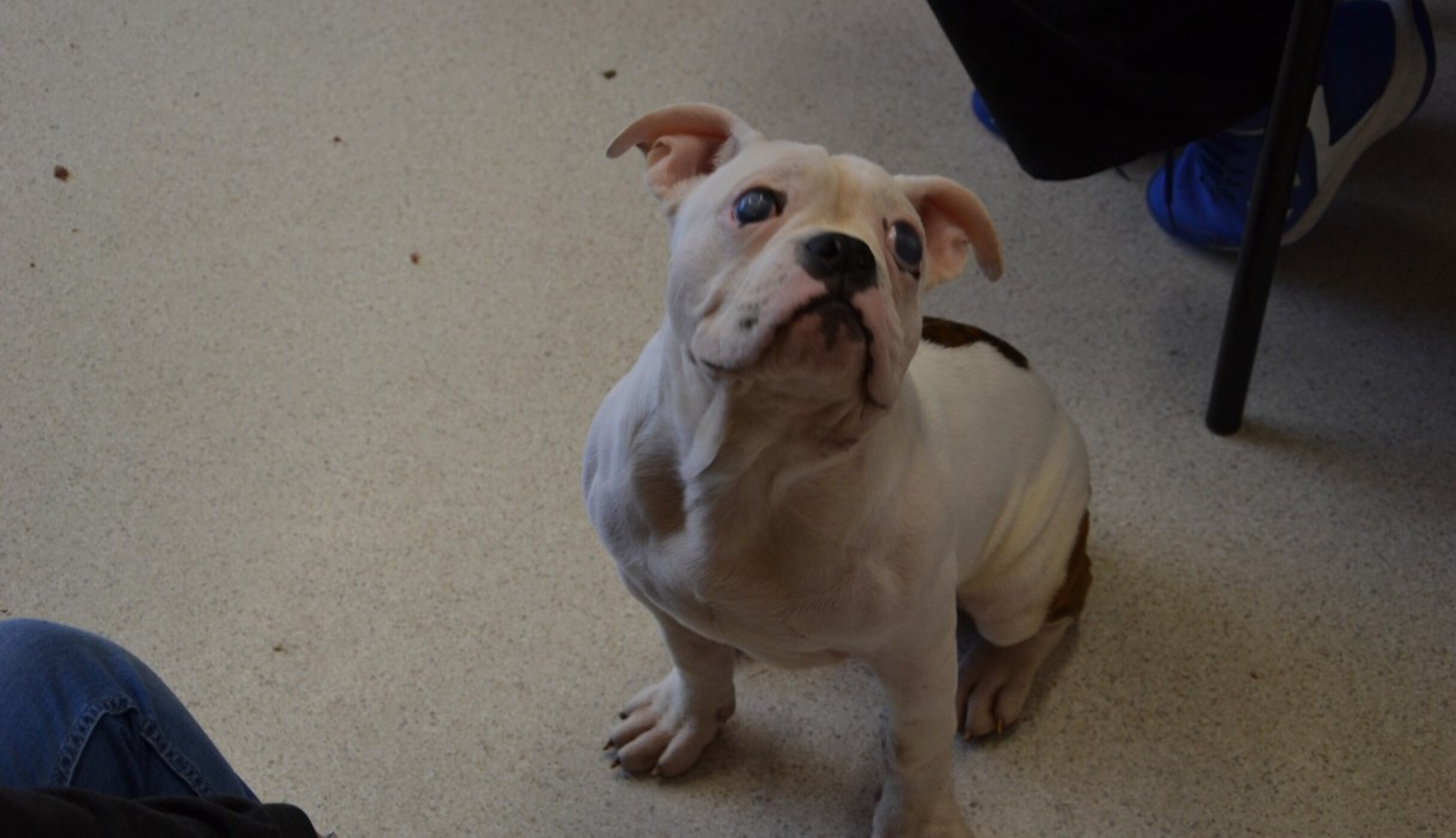 Blind Baby Bulldog Gets Dumped At Sacramento SPCA - The Dodo