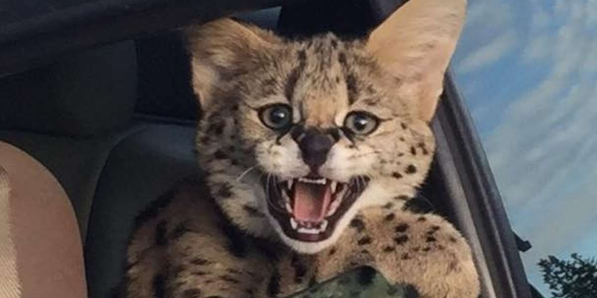 People Are Breeding These Giant Cats To Be Just Like Dogs - The Dodo