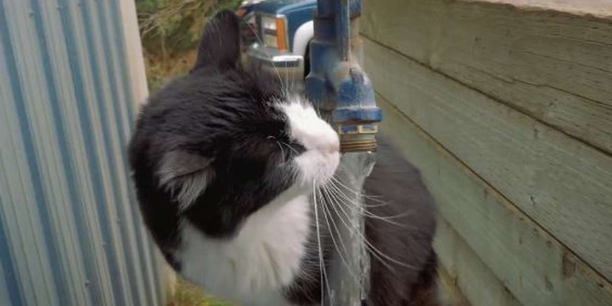 Shelters Keep Homeless Cats Alive By Giving Them Jobs - The Dodo