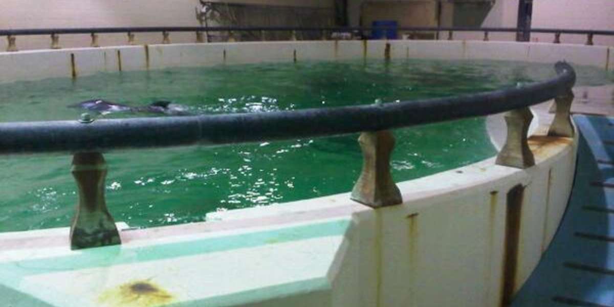 Marineland's now infamous "barn" pool.This is where the dolphins will ...