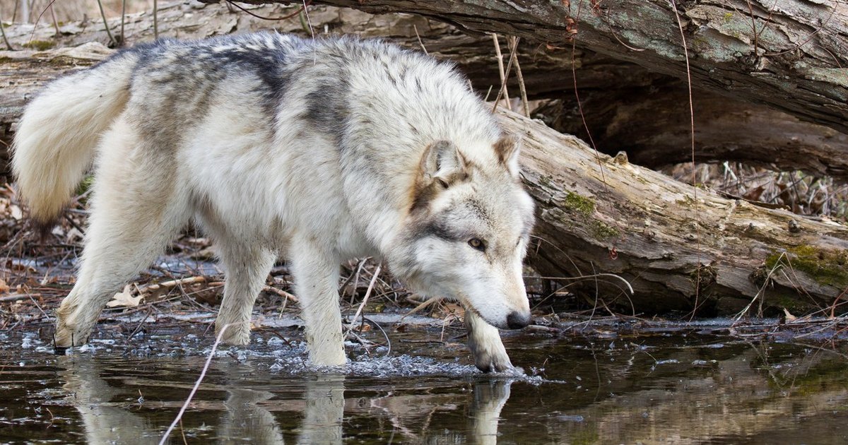 Savage Americans Drive Innocent Wolves To Near Extinction - The Dodo