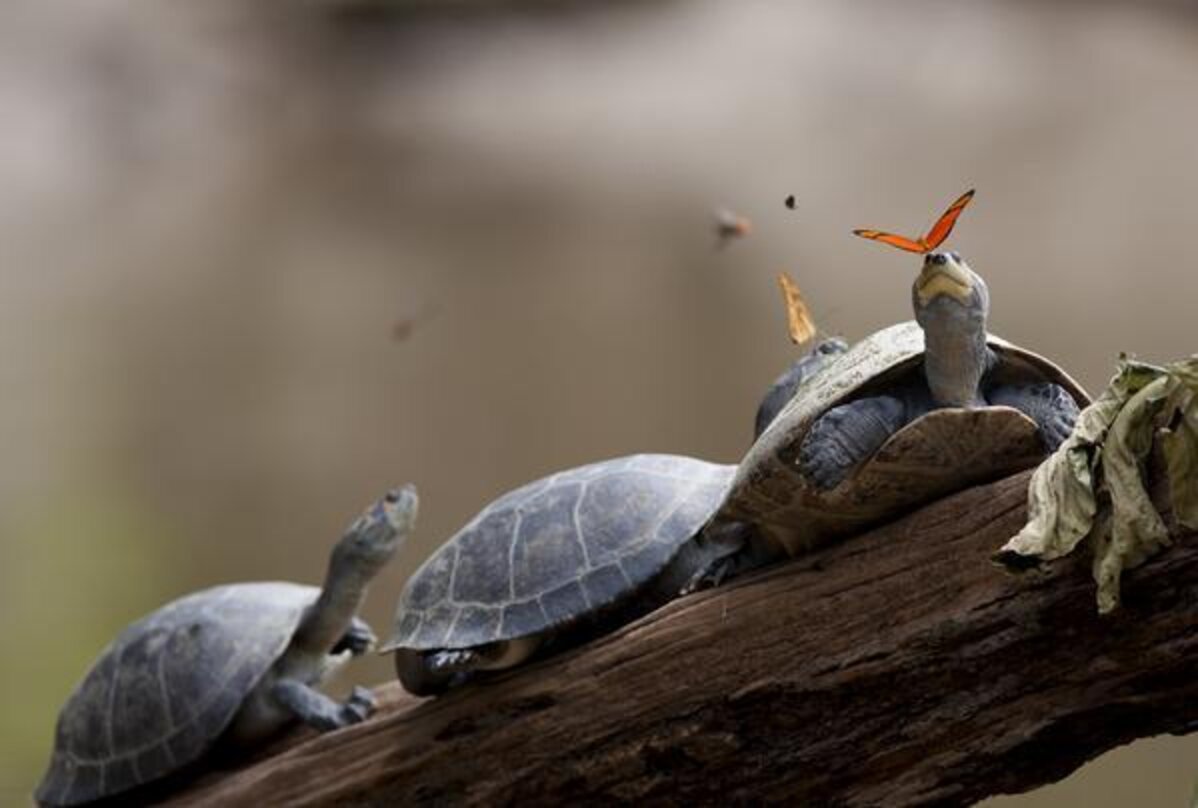 Smart Butterfly Gets What He Needs To Survive From Turtle Friend - The Dodo