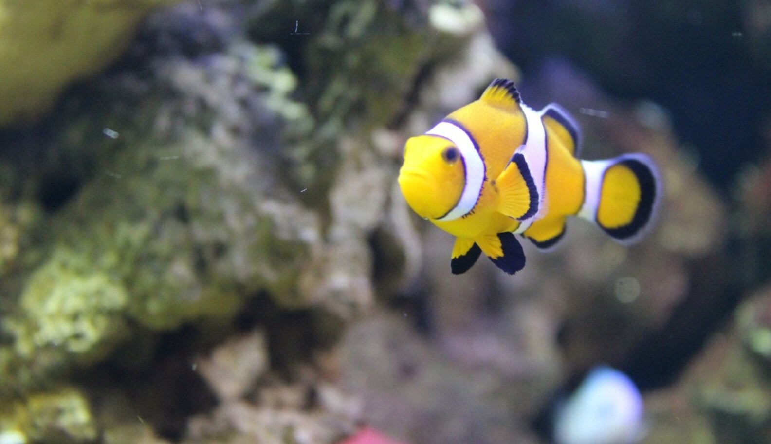 Fish have feelings too: there’s more to the SEA LIES campaign than ...