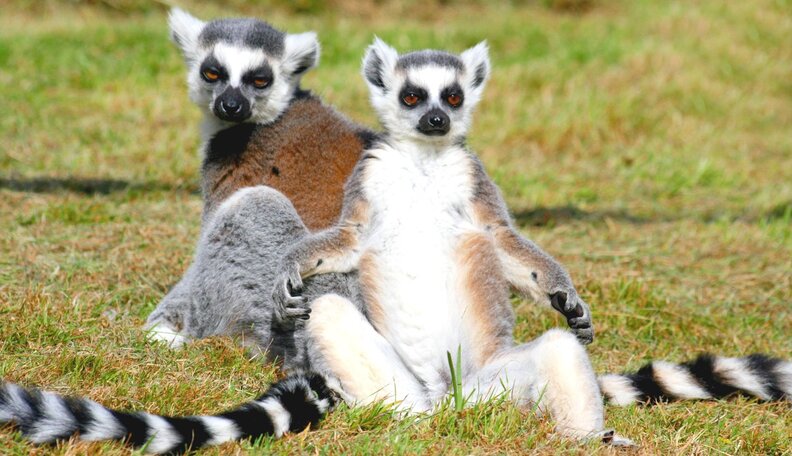 5 Things About Endangered Lemurs That Are Worth Protecting - The Dodo