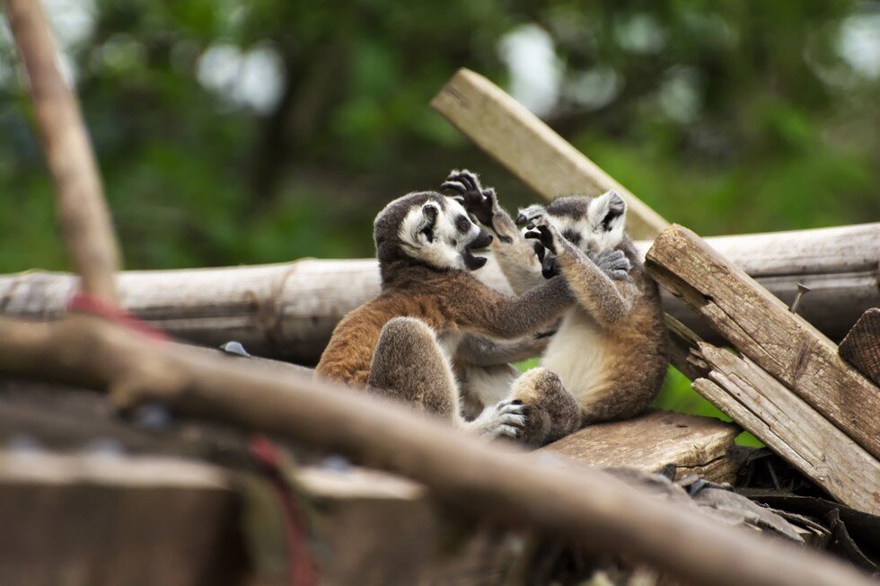 5 Things About Endangered Lemurs That Are Worth Protecting - The Dodo