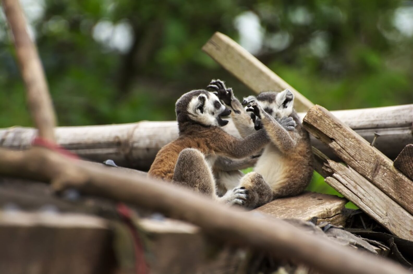 5 Things About Endangered Lemurs That Are Worth Protecting - The Dodo