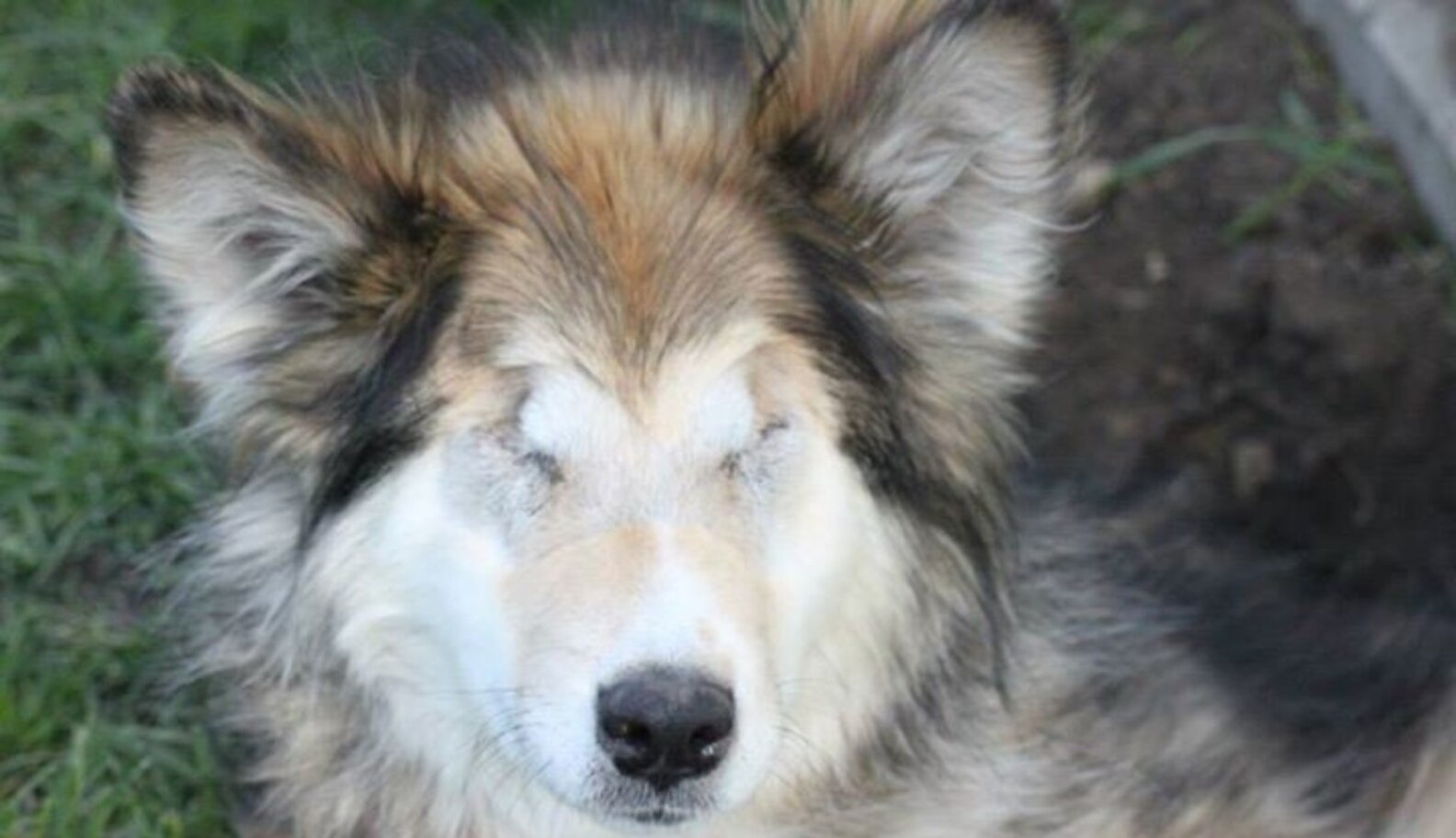 How This Blind Dog Helped One Shelter Raise Adoption Rates - The Dodo