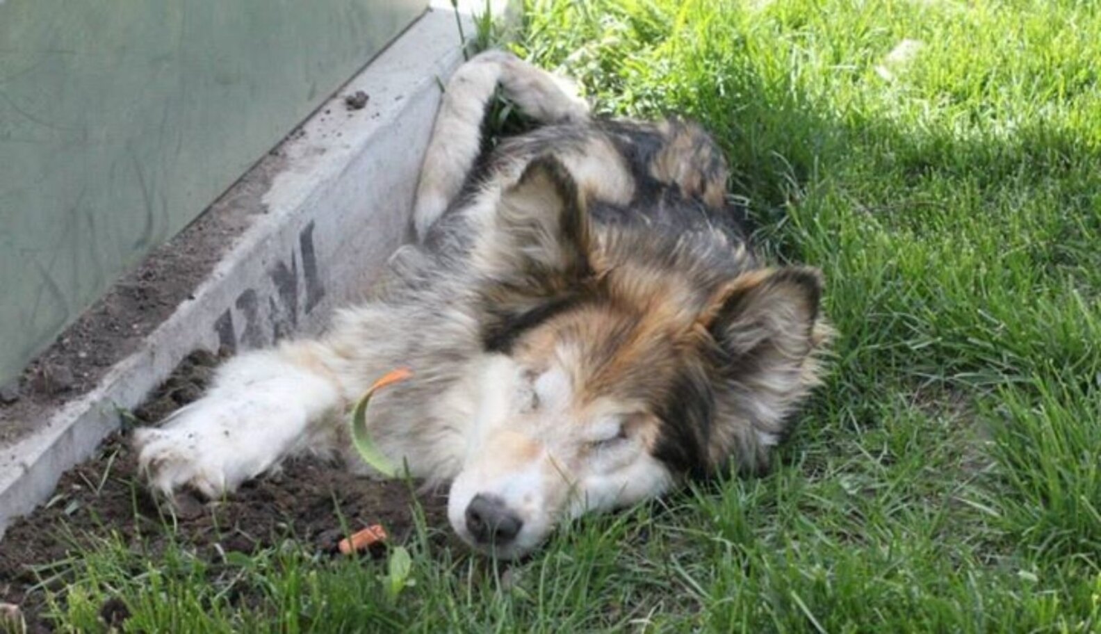 How This Blind Dog Helped One Shelter Raise Adoption Rates - The Dodo