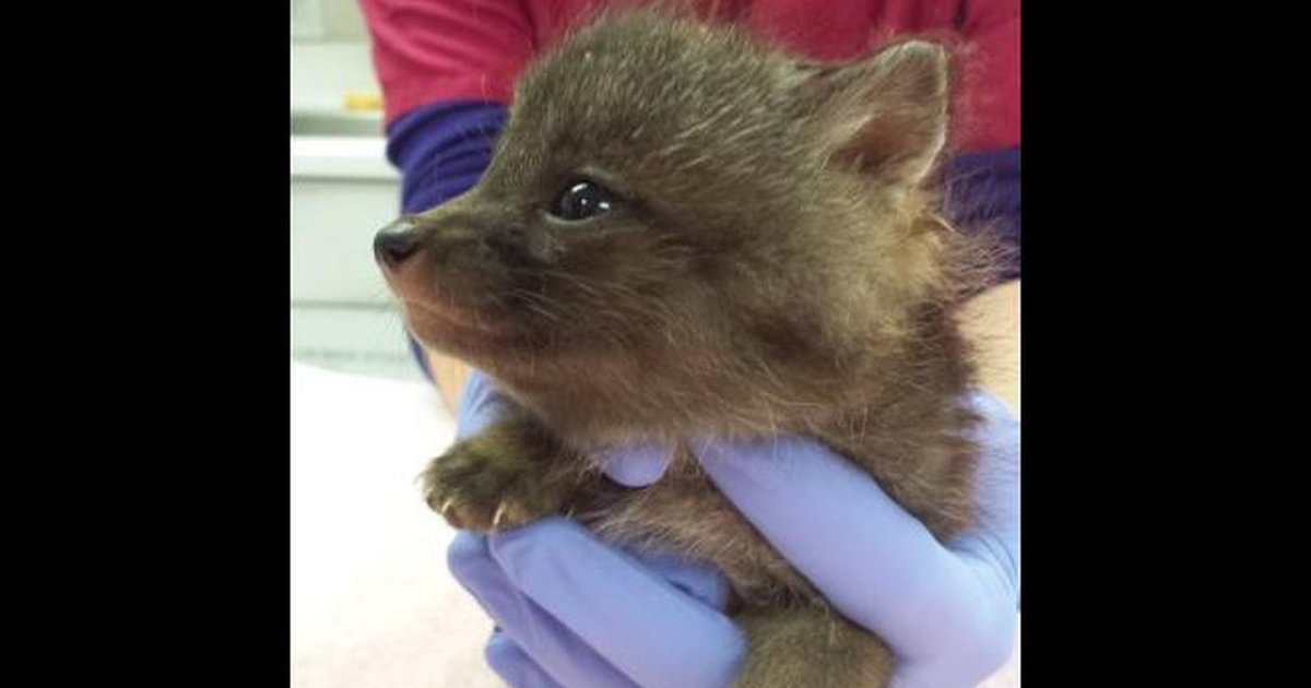 Rescuers Discover Baby Fox Desperately Crying For His Mom - The Dodo
