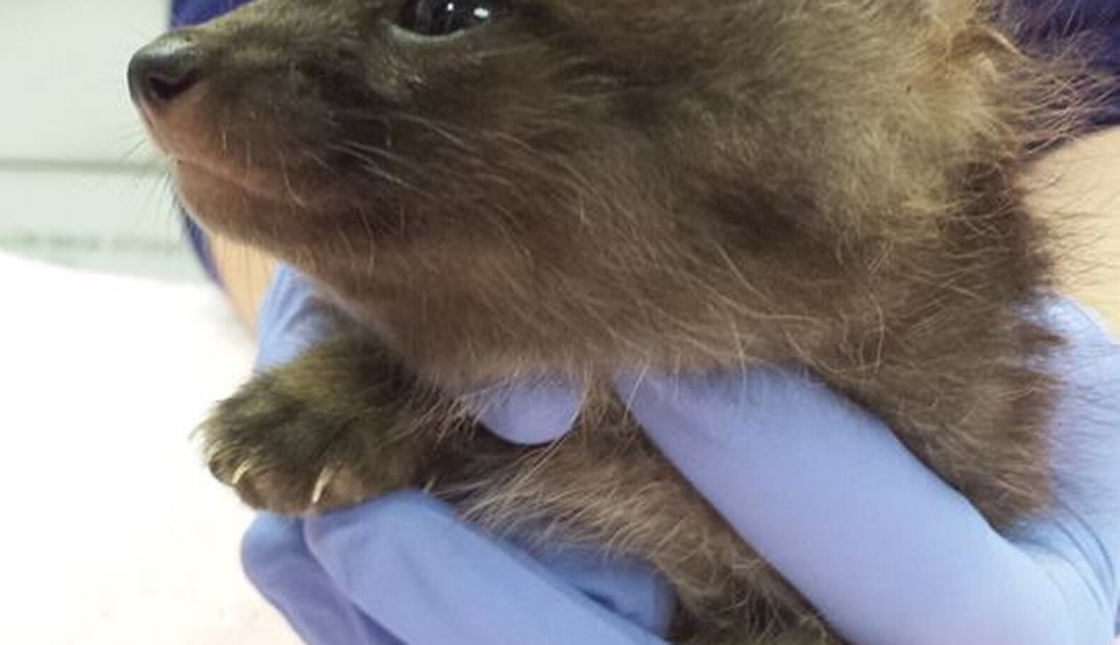 Rescuers Discover Baby Fox Desperately Crying For His Mom - The Dodo